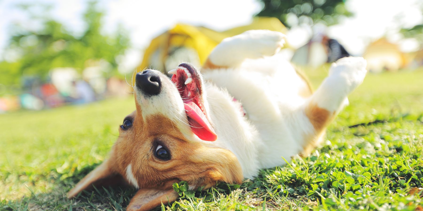 The Importance of a Well-Fitting Dog Harness - Wheresjoke.com